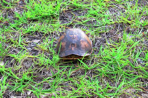 Turtle Hiding In His Shell Photograph By Marc Watkins Pixels