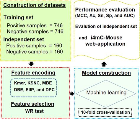 I4mc Mouse Improved Identification Of Dna N4 Methylcytosine Sites In The Mouse Genome Using