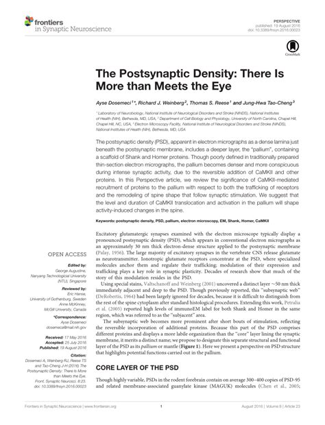 Pdf The Postsynaptic Density There Is More Than Meets The Eye