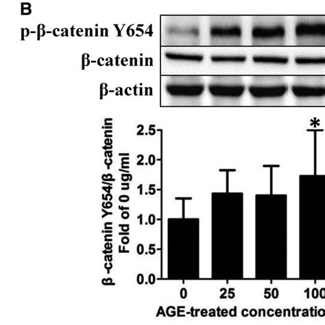 Ages Induce β‐catenin Y654 And Y142 Phosphorylation A Huvecs Were