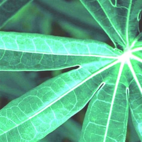 Cassava Leaf Disease Tfrecords Center 384x384 Kaggle