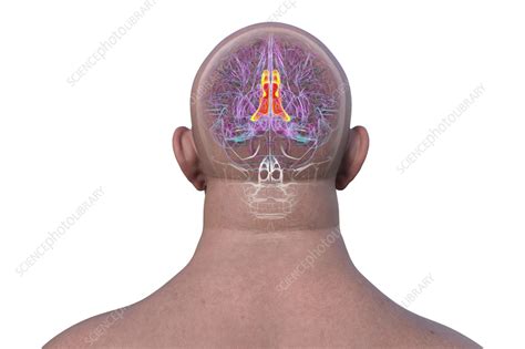 Cingulate Gyrus Illustration Stock Image F043 7484 Science Photo