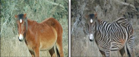 Hand On Implementation Of Cyclegan Image To Image Translation Using Pytorch