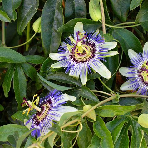 Passiflora Seeds Flower Seeds In Packets And Bulk Eden Brothers