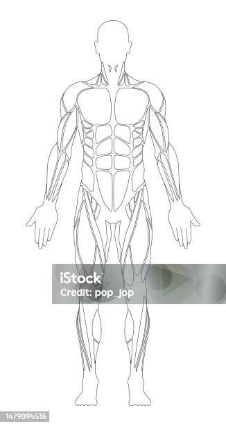 근육계 인체 남성 해부학 Athletyc 피트니스 Trainig 체육관 운동 벡터 일러스트 레이 션 전면 모습 가득 찬에 대한 스톡 벡터 아트 및 기타 이미지 Istock