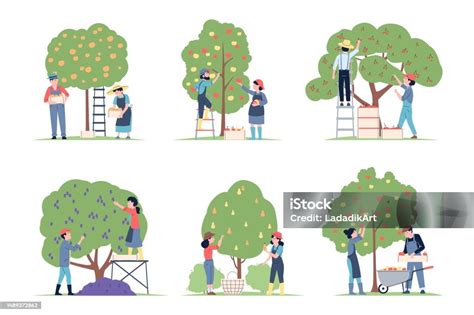 과일 나무에서 따기 사람들은 사과 배 체리 농업 수확 장면을 수집합니다 심기 및 정원 가꾸기 최근 벡터 농부 세트 고름에 대한 스톡 벡터 아트 및 기타 이미지 Istock
