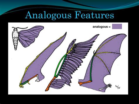 Ppt Evidence For Evolution Powerpoint Presentation Free Download Id2300487