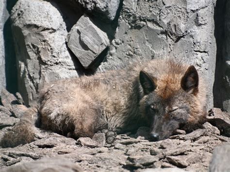 Mackenzie Valley Wolf