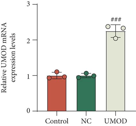 The Expression Of Umod In Oxalate Induced Nrk 52e Cells And Its