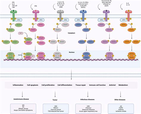 Frontiers Perspectives Of Herbs And Their Natural Compounds And Herb Formulas On Treating
