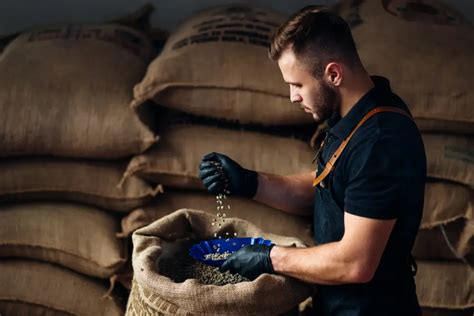 Colheita De Café Tudo O Que Você Precisa Saber