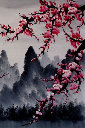 Wallpaper Cherry Blossom Black Background 4k