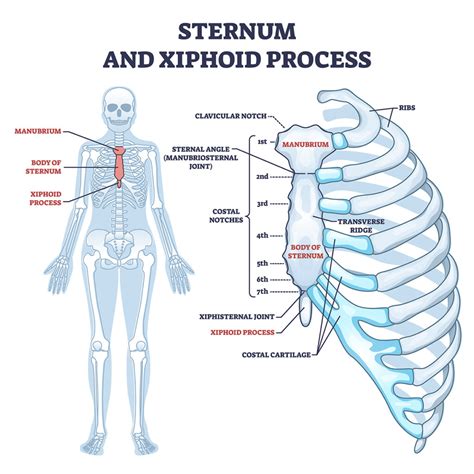 Xiphoid Process Anatomy Purpose And Health Insights