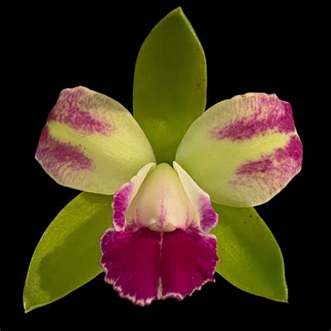 Mini Oncidium Twinkle ‘red Fire 3 5” Pot Everything Orchids
