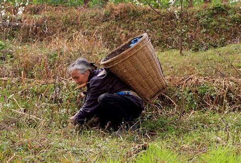 農村近8旬老奶奶挖魚腥草，賣錢只為生活 每日頭條