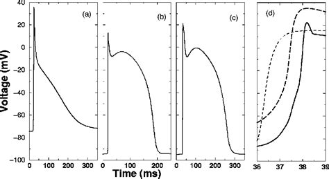 Figure 3 From Modeling Wave Propagation In Realistic Heart Geometries Using The Phase Field