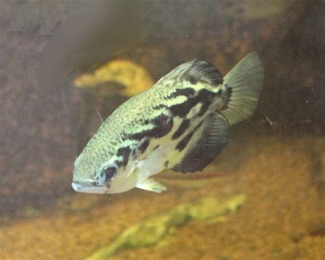 Toxotes Blythii Facts Diet Habitat And Pictures On Animaliabio