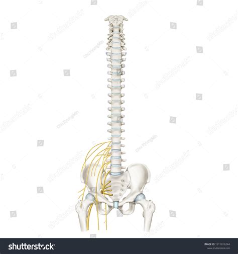 Medical Illustration Explain Pelvic Sacral Plexus Stock Illustration 1911816244 Shutterstock