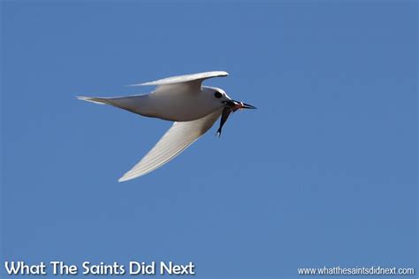 Photographing White Terns What The Saints Did Next