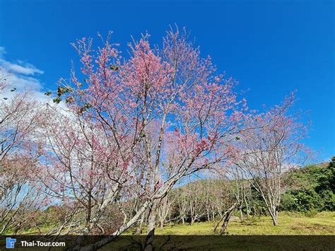 ดอกพญาเสือโคร่ง ภูลมโล