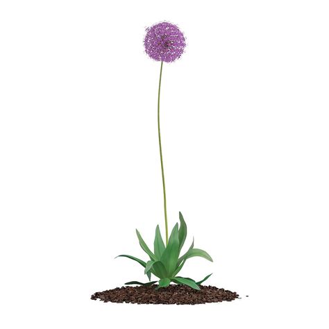 Allium Plant Allium Giganteum 3d Model Download Flowers On