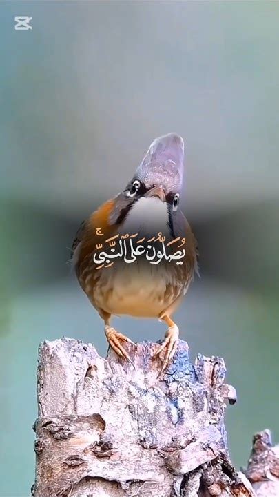 Suban Allhashortvideo Viralvideo Shortsfeed Plzsubscribemy