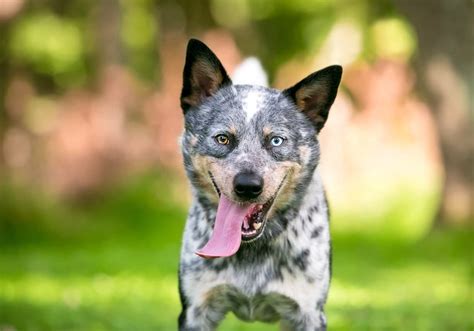Australian Cattle Dog Breed Guide Life Care And Expectations