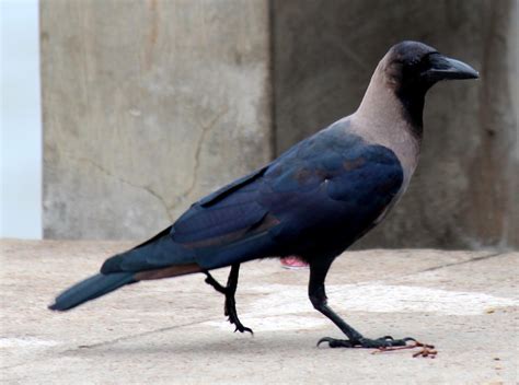 Crows In India