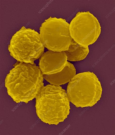 Micrococcus Luteus Coccus Prokaryote Sem Stock Image C032 2083 Science Photo Library