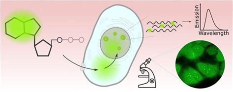 Metabolic Rna Labeling In Non Engineered Cells Following Spontaneous Uptake Of Fluorescent