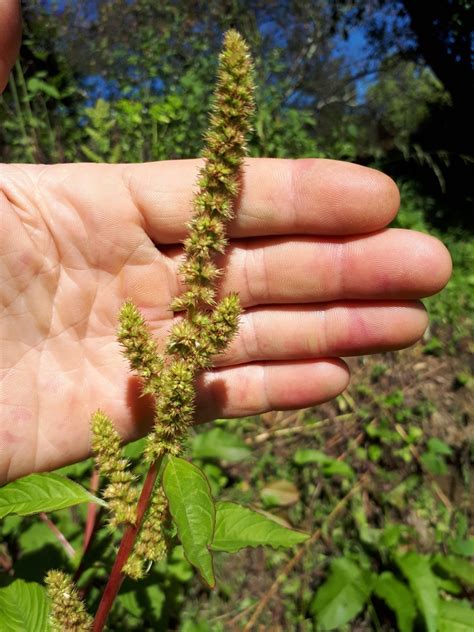 Amaranthus Powellii Life Medcliffs · Inaturalist