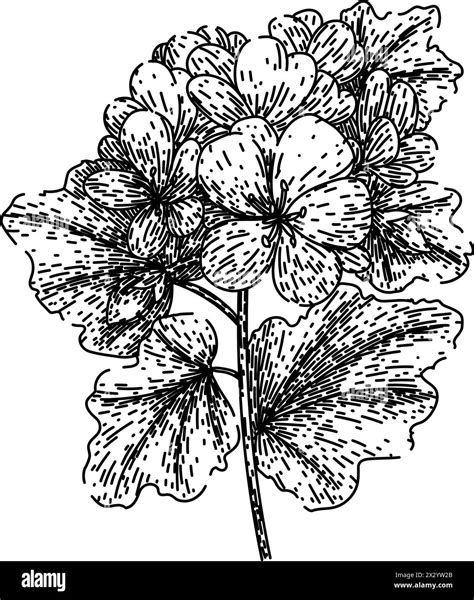 Plant Geranium Sketch Hand Drawn Vector Stock Vector Image And Art Alamy
