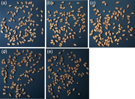 Almond Kernels Classification With A 0 Broken B 5 Broken C