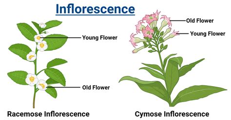 Inflorescence Functions Types Parts Development