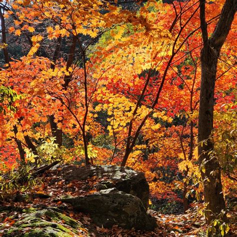 축령산자연휴양림에서 만난 찬란하고 아름다운 가을 단풍 네이버 블로그
