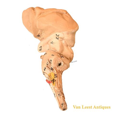 Plaster Anatomical Brain Model Van Leest Antiques 8 Fleaglass