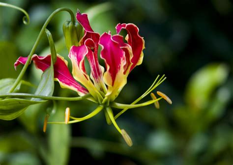 Most Expensive Flowers In The World