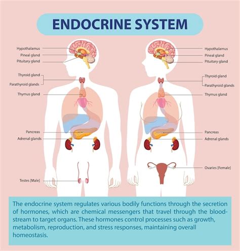 Healthy Endocrine System Images Free Download On Freepik