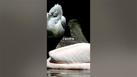 Зачем пеликану огромный клюв Узнайте секреты природы факты наука Facts животные Youtube