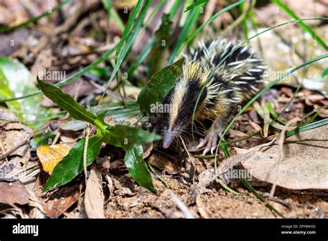 Lowland Streaked Tenrec Мaks Meet This Is A Tenrec A C…