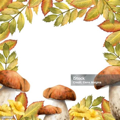 포르 치니 갈색 버섯과 살구꽃 와 오렌지와 녹색 사각형 프레임 템플릿 흰색에 고립 된 잎 와 숲 식용 Boletus 곰팡이 손으로 그린 삼림 식물 스케치 Boletus에