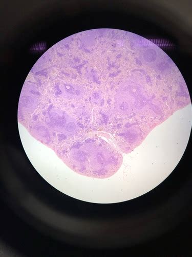 Lab 2 Exam Histology Flashcards Quizlet