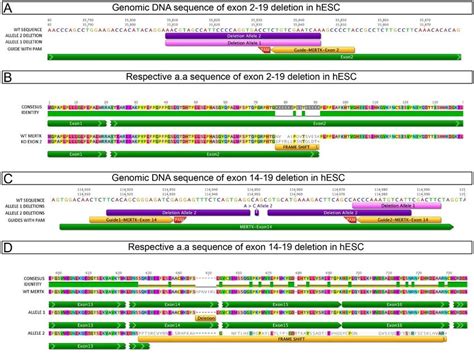 Figure S4 Dna And Predicted Amino Acid Sequence Of Mertk In