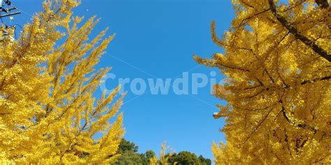 은행 은행잎 은행나무 단풍잎 단풍 사진 이미지 일러스트 캘리그라피 듬뿍이작가