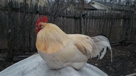 Yall Like My Borb R Borb