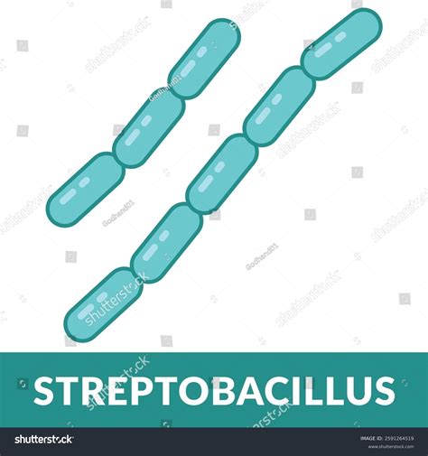 Morphology Streptobacillus Shape Design Illustration Stock Vector