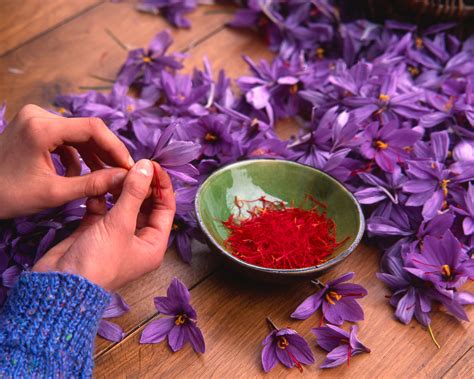 How To Grow Saffron A Step By Step Guide To Grow Saffron Homes And