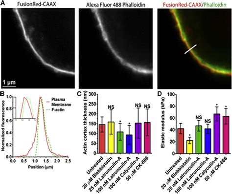 Determination Of Actin Cortex Thickness And Elastic Moduli After Download Scientific Diagram