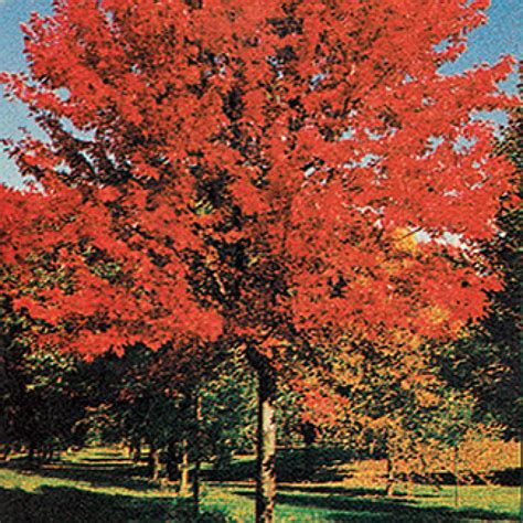 Maple Autumn Blaze Maple J W Jung Seed Company