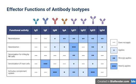 Antibody Definition Features Structure Types Functions Sciencevivid